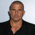 Dominic Purcell Bio, Age, Height, Family, Wife, Children, Salary, Net Worth